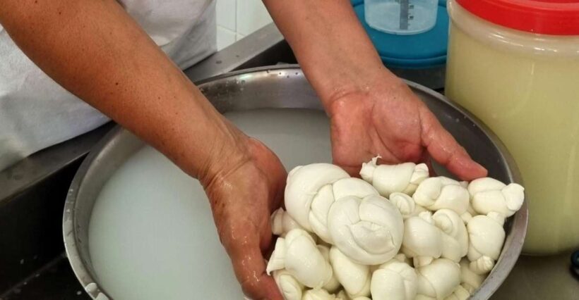 Putignano: Make and taste still warm mozzarella - FAQ