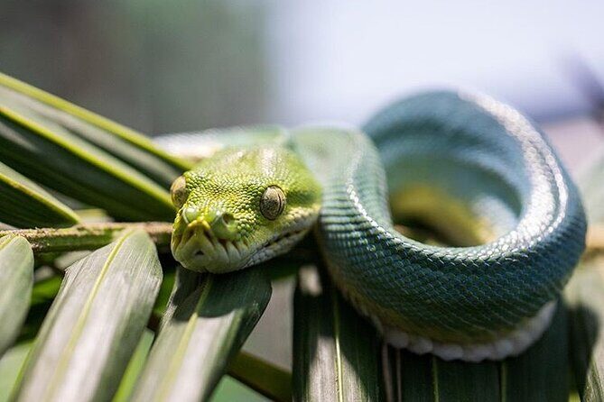PVT Guided Tour: Sydney Opera House and Featherdale Wildlife Park - The Itinerary in Detail