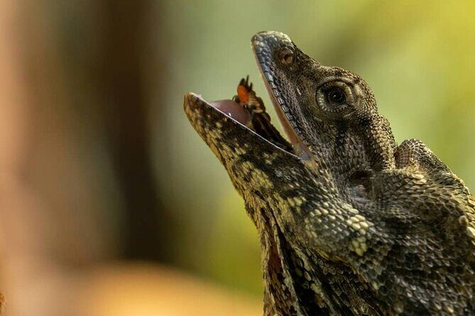 PVT Guided Tour: Sydney Opera House and Featherdale Wildlife Park - The Sum Up