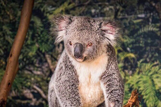 PVT Guided Tour: Sydney Opera House and Featherdale Wildlife Park - FAQ