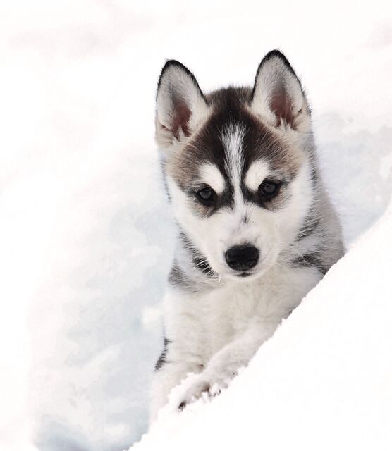 Pyhätunturi: Husky Safari including Farm Visit - Who Will Love This Tour?