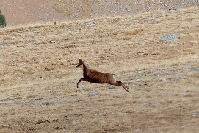 Pyrenees Hiking From Barcelona - Understanding the Safety and Accessibility Considerations