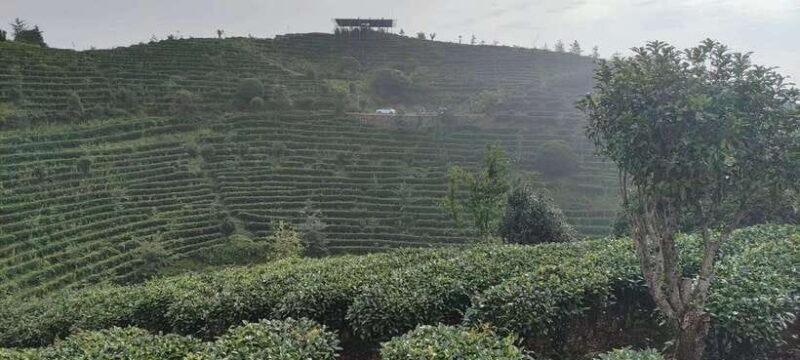 Qixianfeng Tea Plantation Tour in Yangshuo - Key Points
