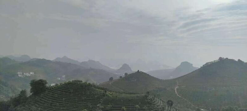 Qixianfeng Tea Plantation Tour in Yangshuo - Learning How to Make Tea the Chinese Way