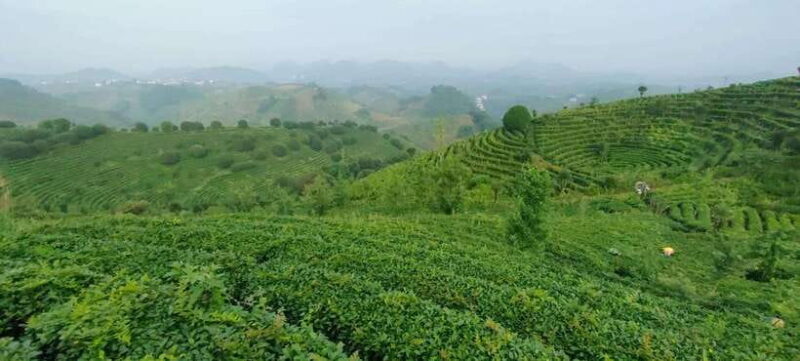 Qixianfeng Tea Plantation Tour in Yangshuo - Picking and Manufacturing Your Own Tea