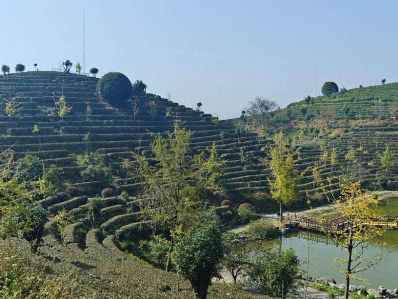 Qixianfeng Tea Plantation Tour in Yangshuo - Final Thoughts