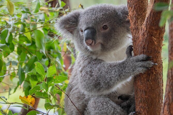 Quad Biking, Koalas and Kangaroos - Private Tour - Key Points
