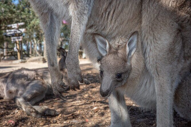 Quad Biking, Koalas and Kangaroos - Private Tour - Detailed Breakdown of the Itinerary
