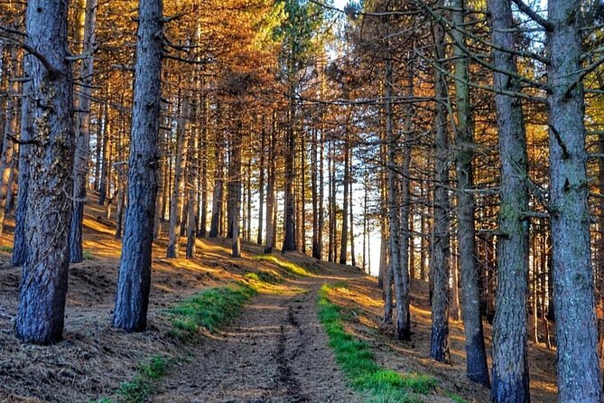 Quad Buggy Excursion Tour - Since You Asked