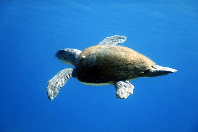 Qualified Diver 1 Tank Dive in Mykonos - Pricing and Booking Information