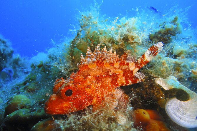 Qualified Diver 1 Tank Dive in Mykonos - Dive Site Selection and Preparation