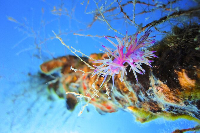 Qualified Diver 1 Tank Dive in Mykonos - Post-Dive Reflection and Takeaways