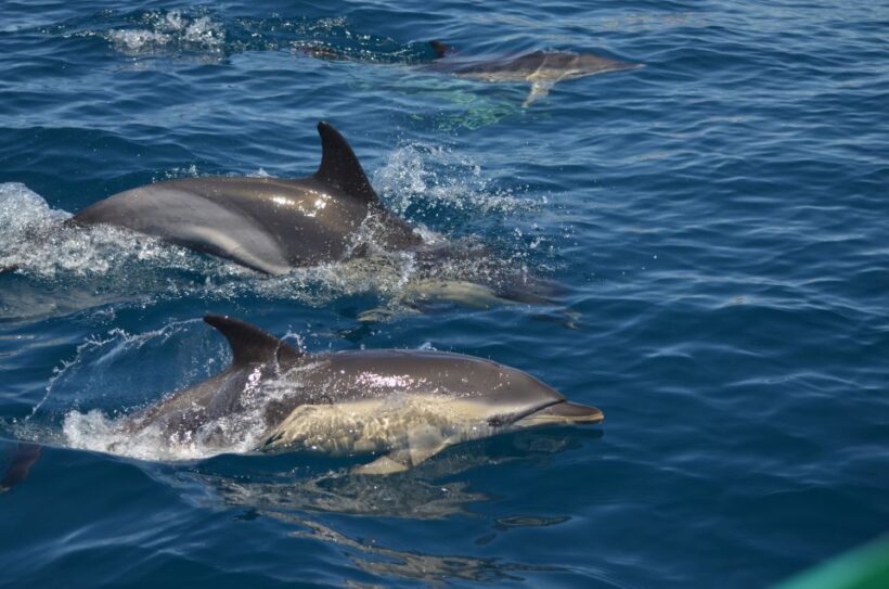 Quarteira: Algarve Coast, Caves and Dolphin Watching Cruise - The Itinerary in Detail