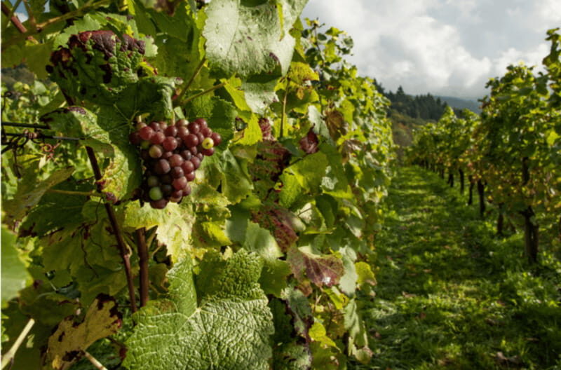 Quebec City: Island of Orleans Wine Tour - FAQ
