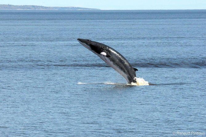 Québec City: Whale Watching Tour with Bus Transportation - A Deep Look at the Tour Experience