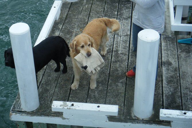 Queen Charlotte Sound Mail Boat Cruise - The Experience in Context