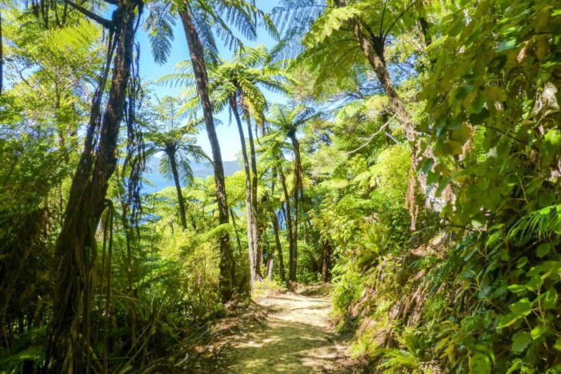 Queen Charlotte Track: Cruise & Self-Guided Hike from Picton - Authentic Experiences & Review Highlights