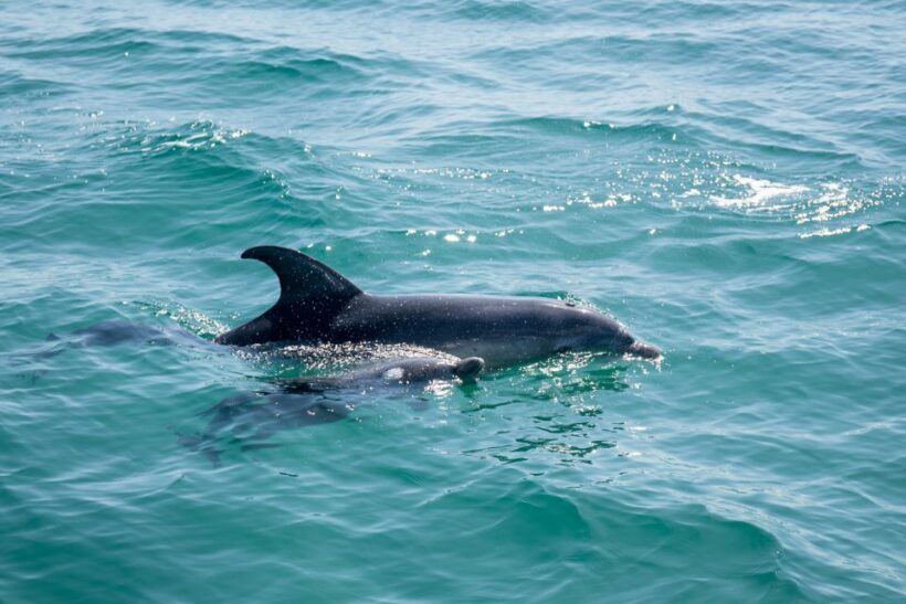 Queenscliff: 1.5hr Harbour Wildlife Sightseeing Cruise Tour - Queenscliff: 1.5hr Harbour Wildlife Sightseeing Cruise Tour — A Genuine Marine Adventure