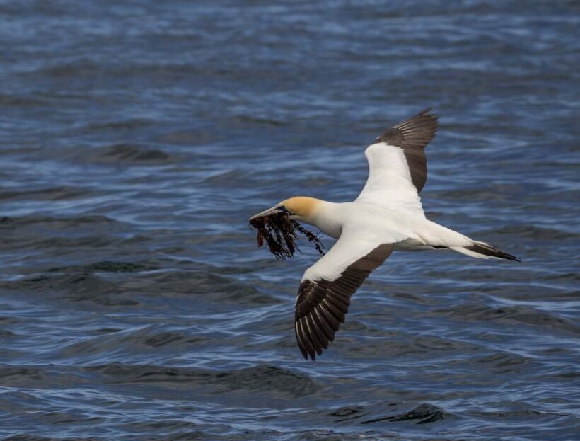 Queenscliff: 1.5hr Harbour Wildlife Sightseeing Cruise Tour - Key Points