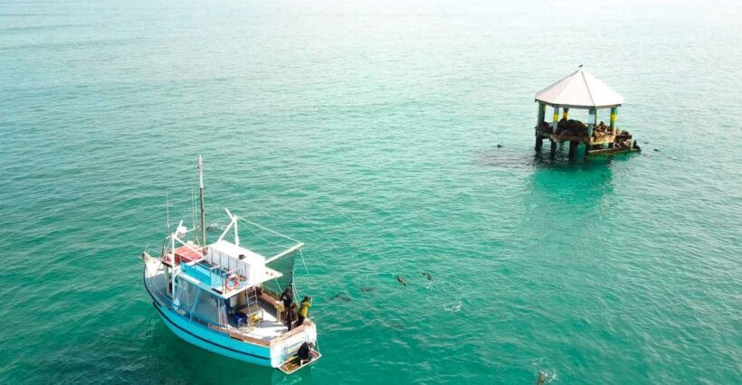 Queenscliff: 1.5hr Harbour Wildlife Sightseeing Cruise Tour - Who Should Consider This Tour?