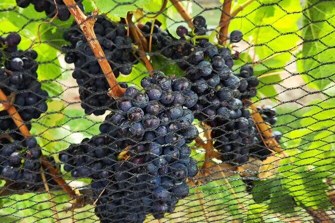 Queenstown, Arrowtown, Gibbston: Join the Only Flexible Wine Tour - FAQ
