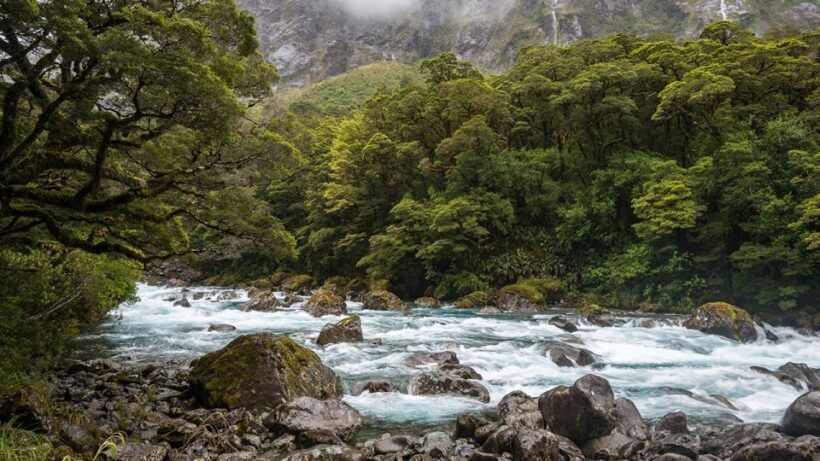 Queenstown: Milford Sound Small-Group Tour w Cruise & Lunch - Practical Tips for Travelers