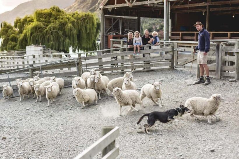 Queenstown: Queenstown Lake Cruise and Walter Peak Farm Tour - Key Points
