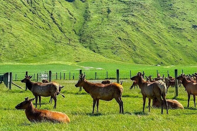 Queenstown to Christchurch One Way Tour Via Lake Tekapo & Mt Cook - Practicalities & Tips