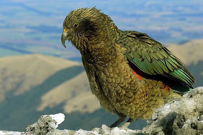 Queenstown to Lake Tekapo via Mt Cook One-Way Small Group Tour - FAQ