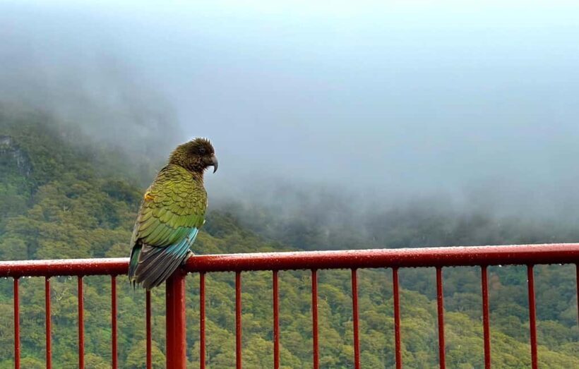 Queenstown to Te Anau via Milford Sound inc Cruise & Lunch - Authentic Traveler Perspectives