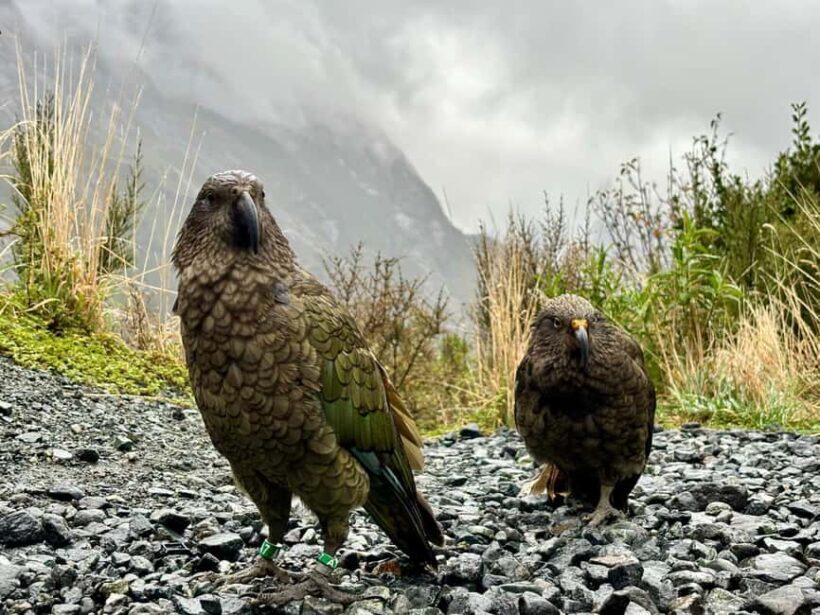 Queenstown to Te Anau via Milford Sound inc Cruise & Lunch - FAQ