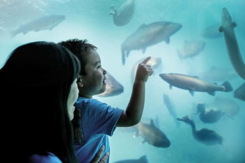 Queenstown: Underwater Theatre Experience Entry Ticket - Authenticity and Educational Content