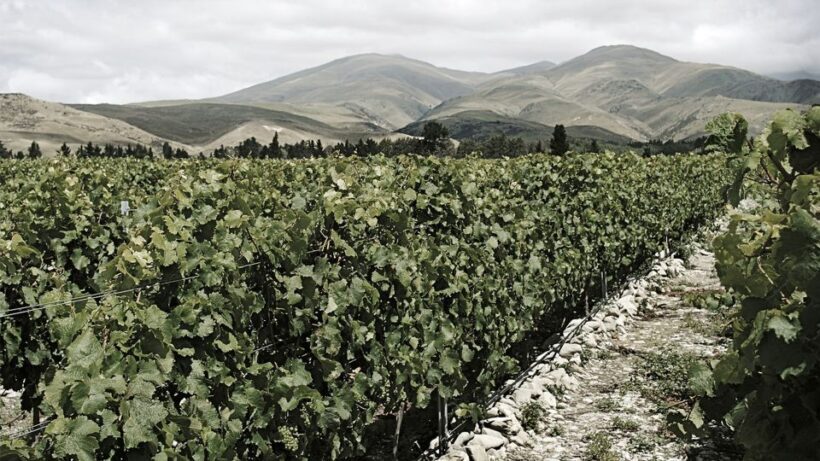 Queenstown: Valli Wine Tasting Experience - Final Thoughts