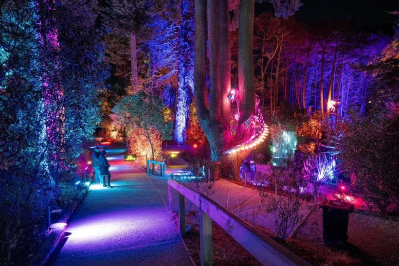 Queenstown: Whimsical Sensory Night Walk at LUMA Enchanted - Key Points