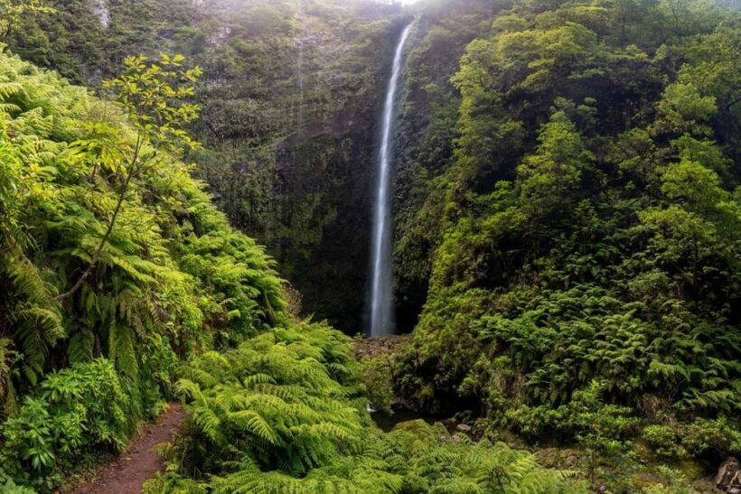 Queimadas Caldeirão Verde Madeira Island Walk - The Experience: What to Expect on the Queimadas Caldeirão Verde Walk
