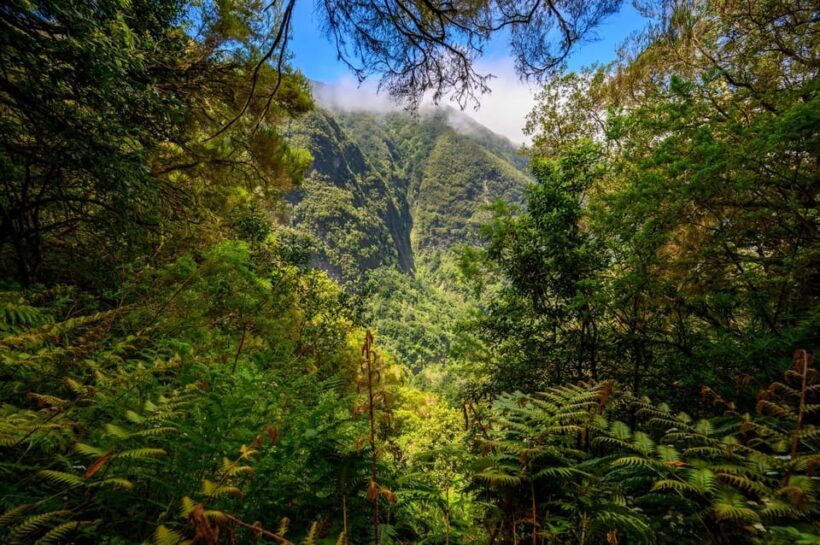 Queimadas Caldeirão Verde Madeira Island Walk - The Value of the Tour: Breaking Down the Cost