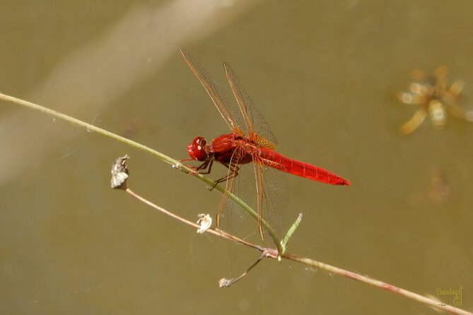 Querceti di Quasano: excursion in the Alta Murgia National Park - Who Will Love This Tour?