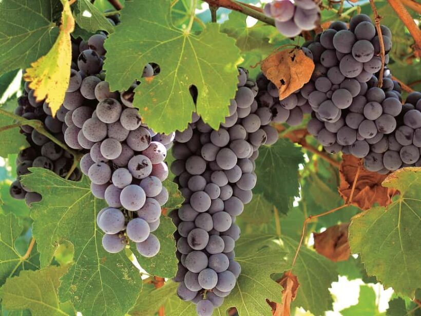 Querétaro: Cheese and Wine Tasting Tour - Additional Points for Travelers