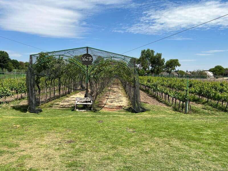 Querétaro: Cheese & Wine Tour In A Day - An In-Depth Look at the Tour Experience