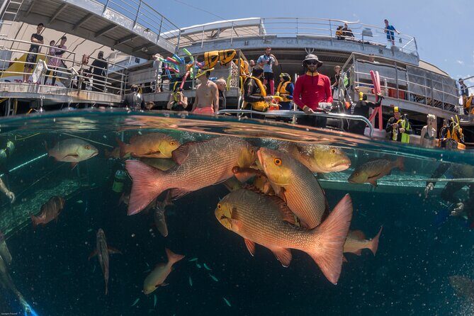 Quicksilver Great Barrier Reef Snorkel Cruise from Port Douglas - Key Points