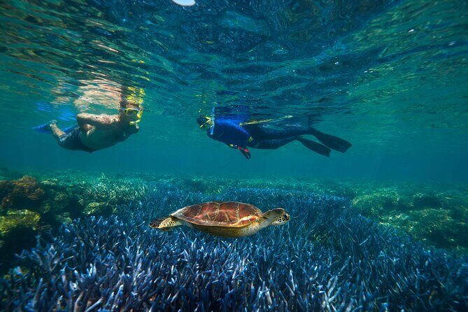Quicksilver Great Barrier Reef Snorkel Cruise from Port Douglas - An In-Depth Look at the Tour Experience