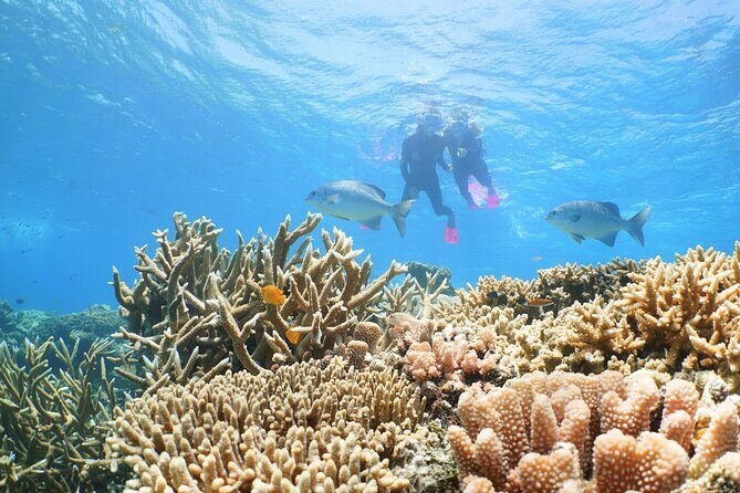 Quicksilver Great Barrier Reef Snorkel Cruise from Port Douglas - FAQ