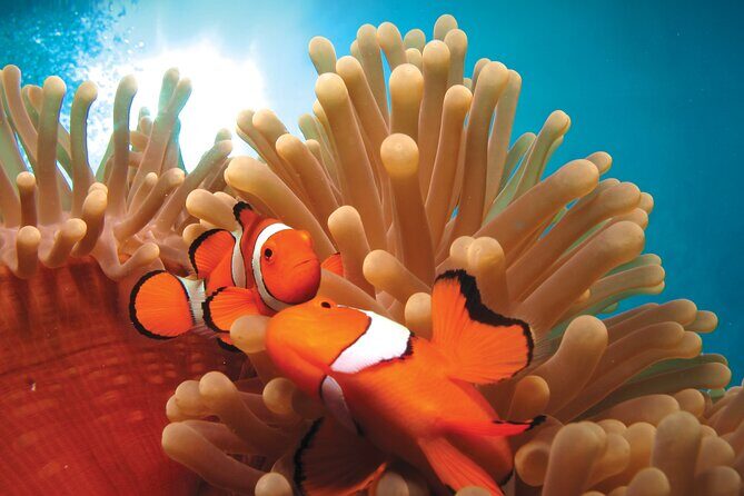 Quicksilver Outer Great Barrier Reef Snorkel Cruise from Palm Cove - Snorkeling and Guided Tours
