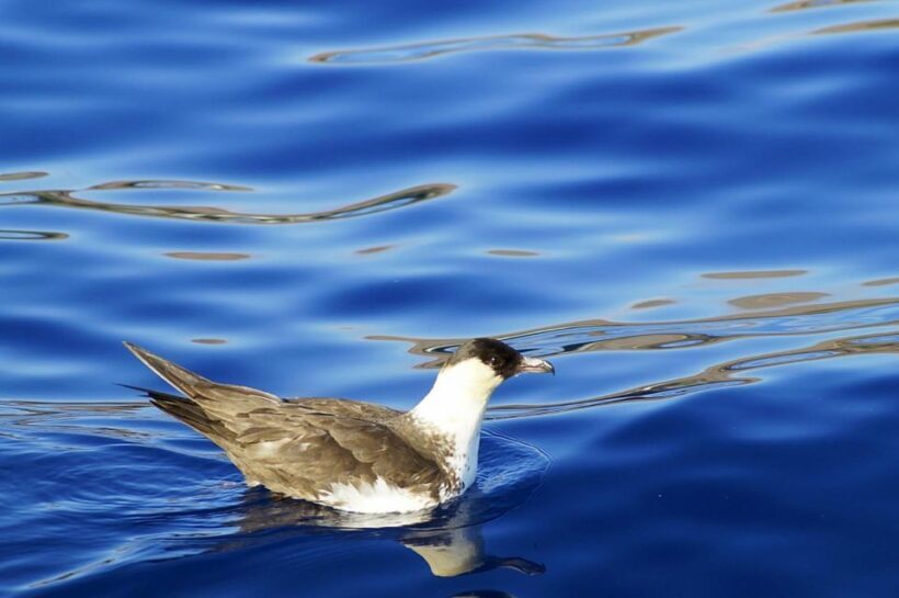 Quinta do Lorde: Ponta de São Lourenço Water Taxi - Who Will Love This Experience?