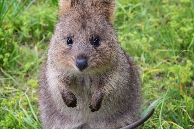 Quokkas Delight Rottnest Island - A Full Breakdown of the Rottnest Island Experience