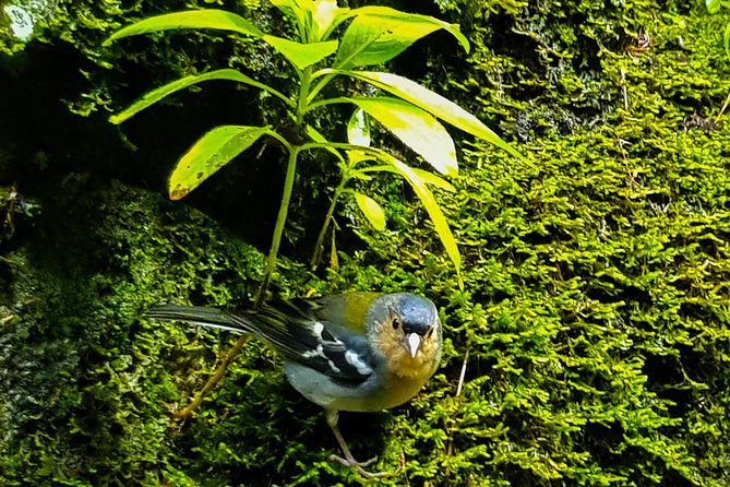 Rabaçal 25 Fontes Levada Walk in Small Groups - Customer Feedback and Recommendations