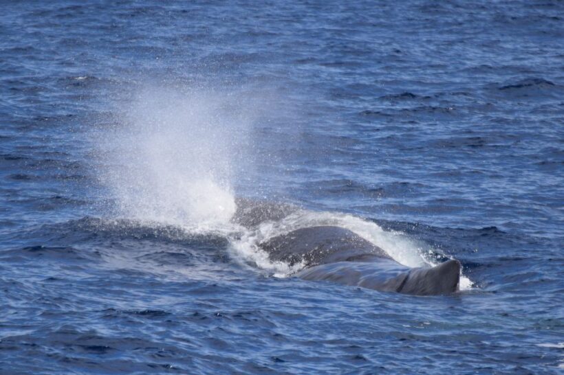 Rabo de Peixe: Sperm Whale Sanctuary Expedition - What to Expect on Your Whale Sanctuary Expedition