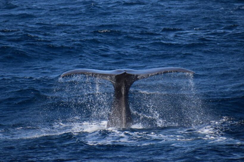 Rabo de Peixe: Sperm Whale Sanctuary Expedition - The Itinerary Breakdown