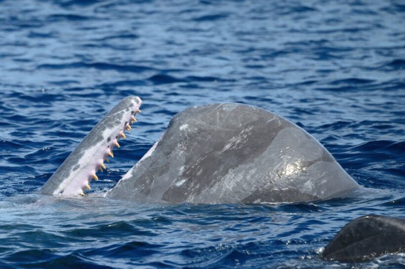 Rabo de Peixe: Sperm Whale Sanctuary Expedition - Practical Tips for Your Whale Sanctuary Tour