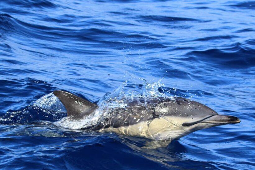 Rabo de Peixe: Sperm Whale Sanctuary Expedition - What’s Not Included